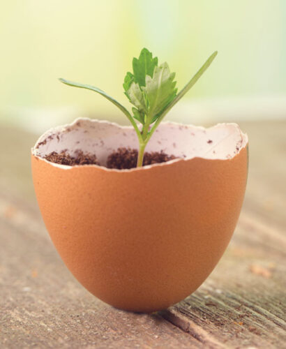 8 Household Uses for Eggshells – Mother Earth News